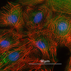 アプリケーション – CellArray(セラレイ)