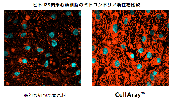 CellArray(セラレイ) – 播くだけで心筋細胞が配向する細部培養基材