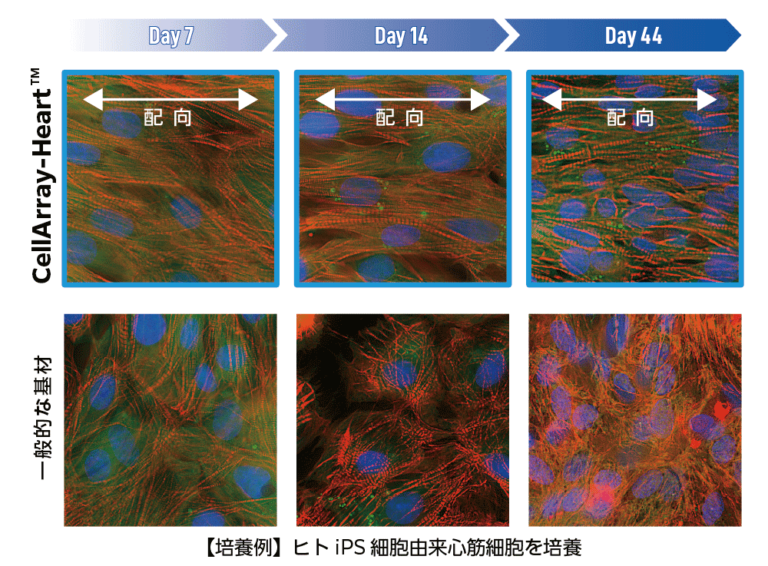 第1回：ヒトiPS細胞から分化誘導された心筋細胞は成熟化が必要。その理由とは？ – CellArray