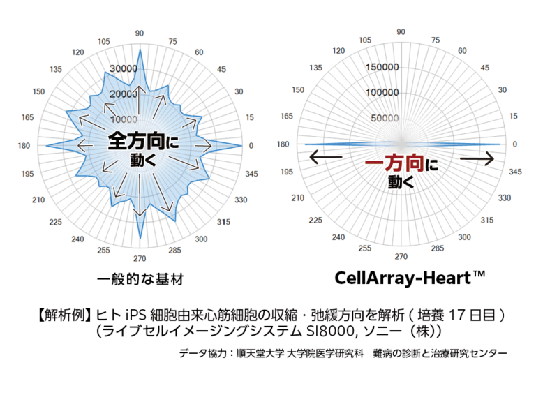 第1回：ヒトiPS細胞から分化誘導された心筋細胞は成熟化が必要。その理由とは？ – CellArray