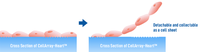 Technology - CellArray